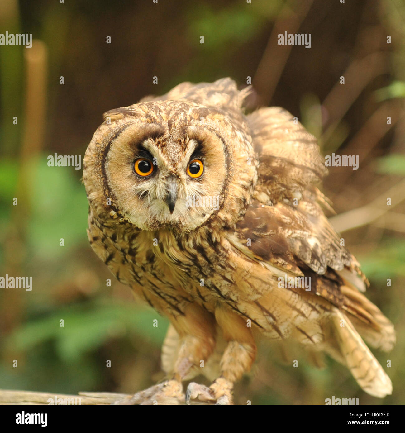 long eared owl in Britain Stock Photo - Alamy