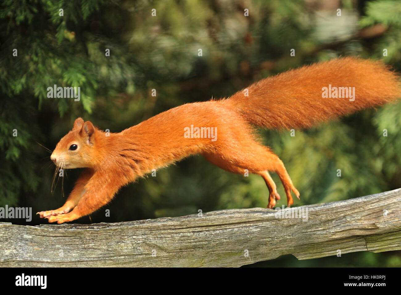 Red squirrel side view hi-res stock photography and images - Alamy