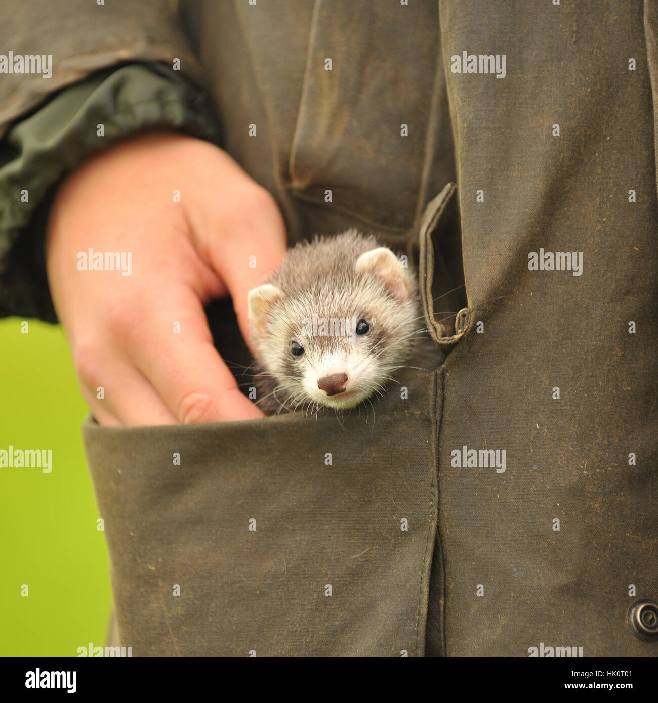 Man With Ferret High Resolution Stock Photography and Images - Alamy