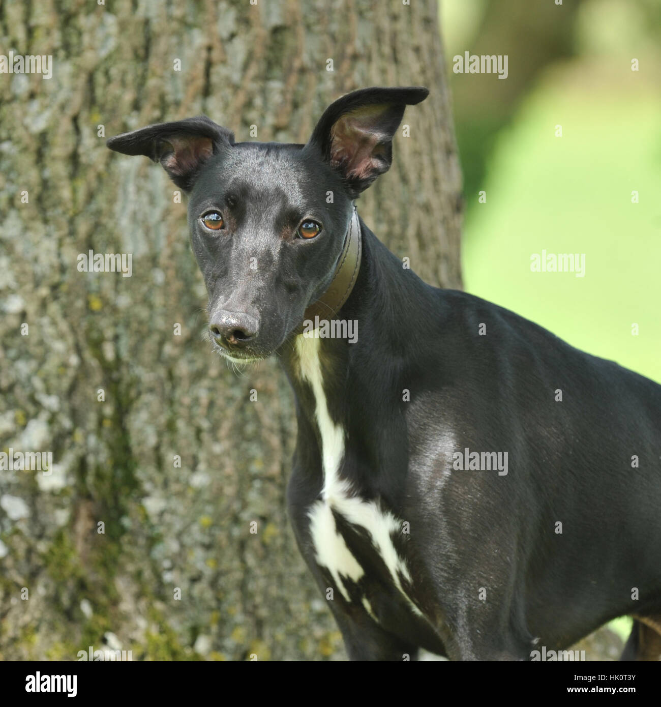 Black Whippet High Resolution Stock Photography and Images - Alamy