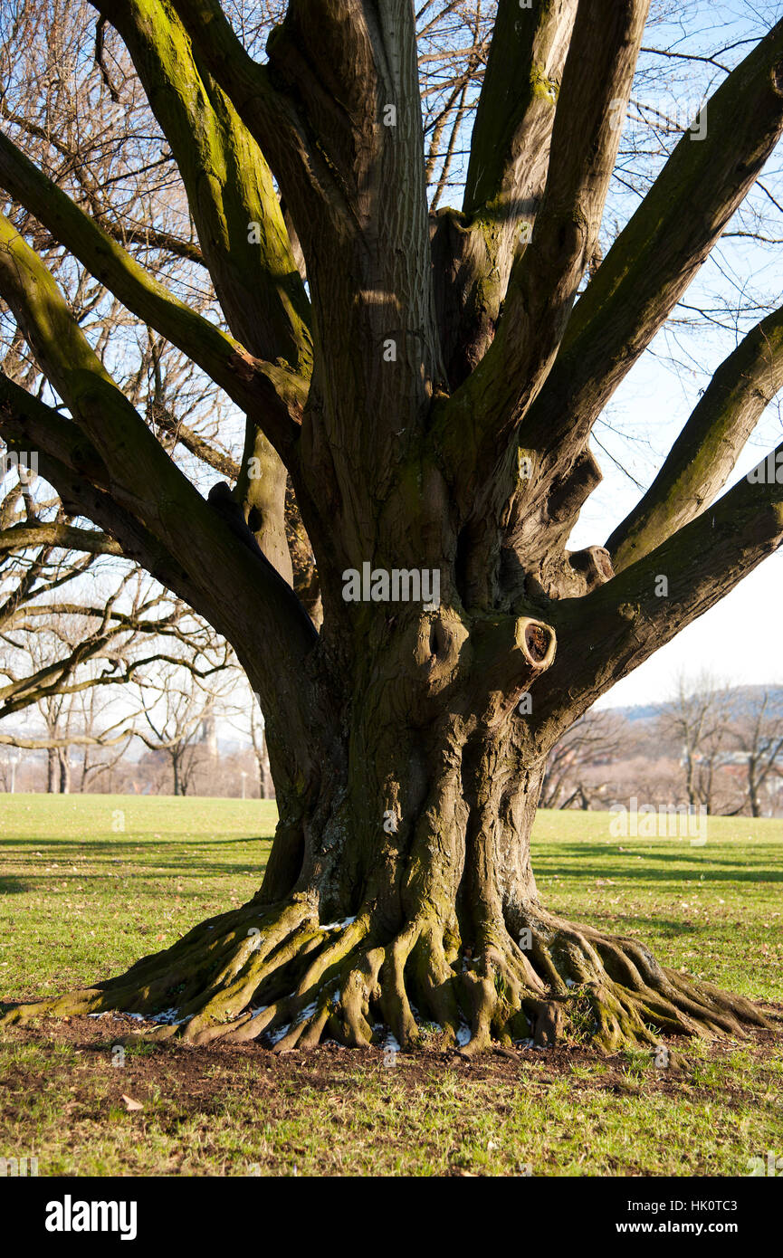 tree, trunk, root, root stock, rhizome, aerial, tree root, tree, winter ...