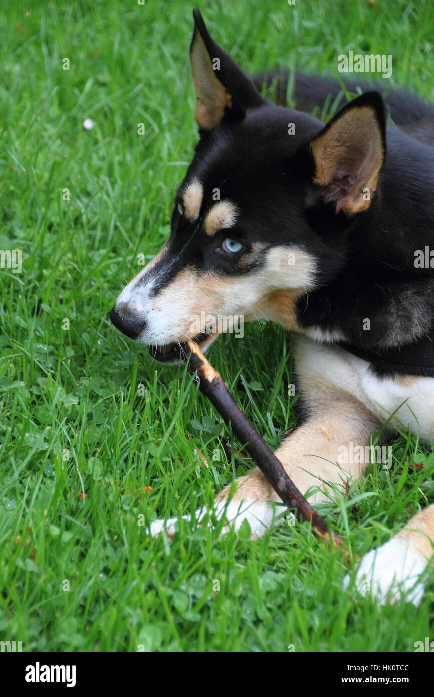 animal, pet, wood, stick, dog, eating, eat, eats, chewing, chew, chewes ...