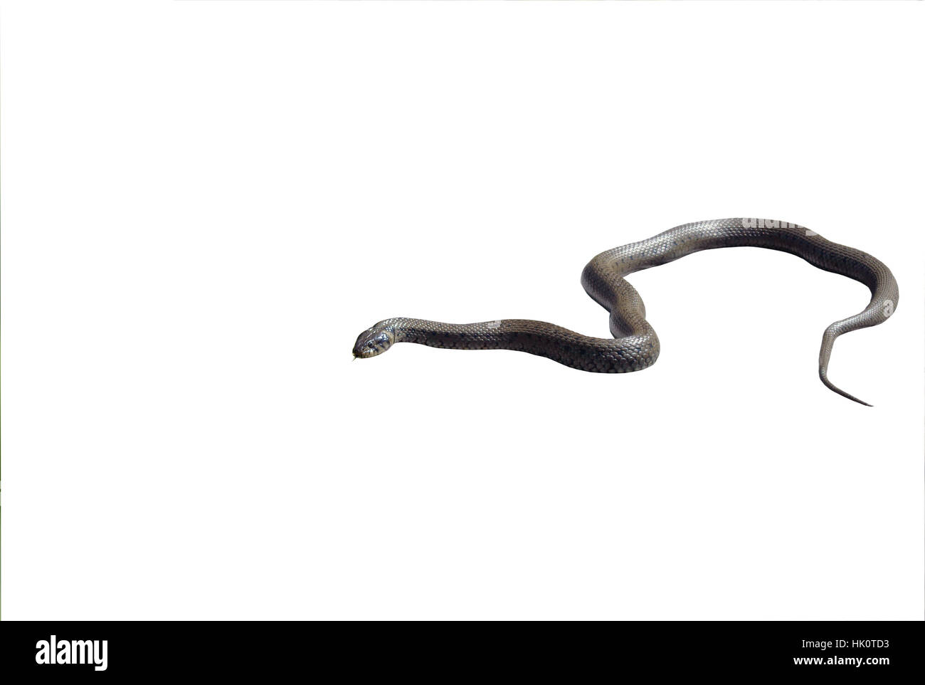 animal, reptile, wild, snake, grass snake, nature, aerial perspective ...