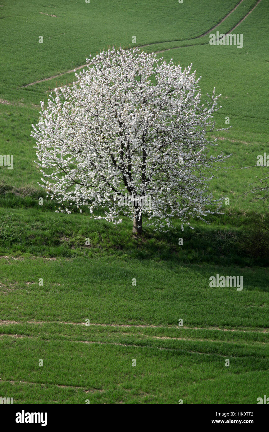tree, bloom, blossom, flourish, flourishing, spring, cherries, cherry ...