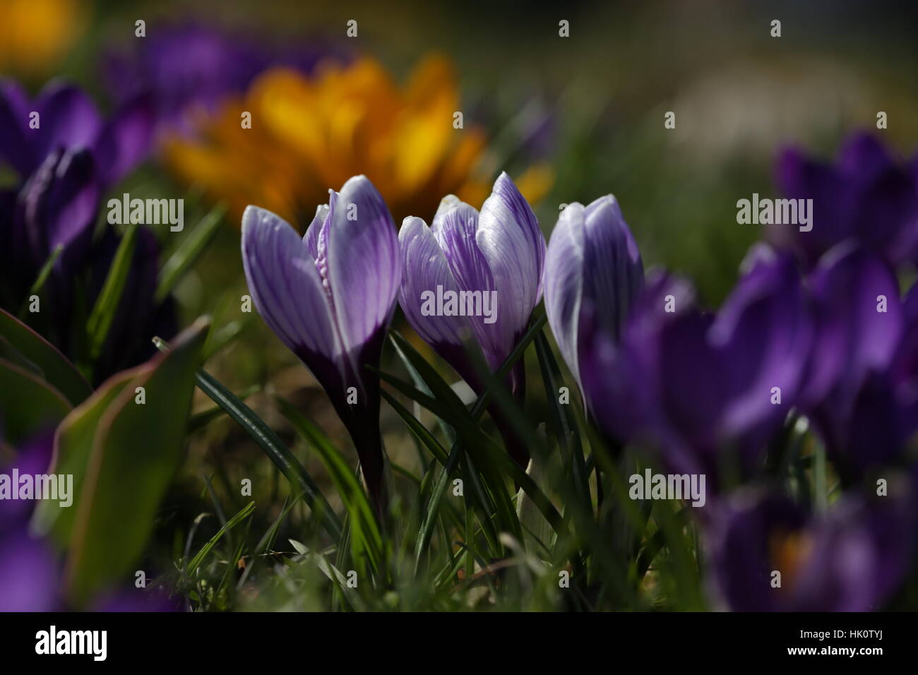 spring, bouncing, bounces, hop, skipping, frisks, jumping, jump, focus ...