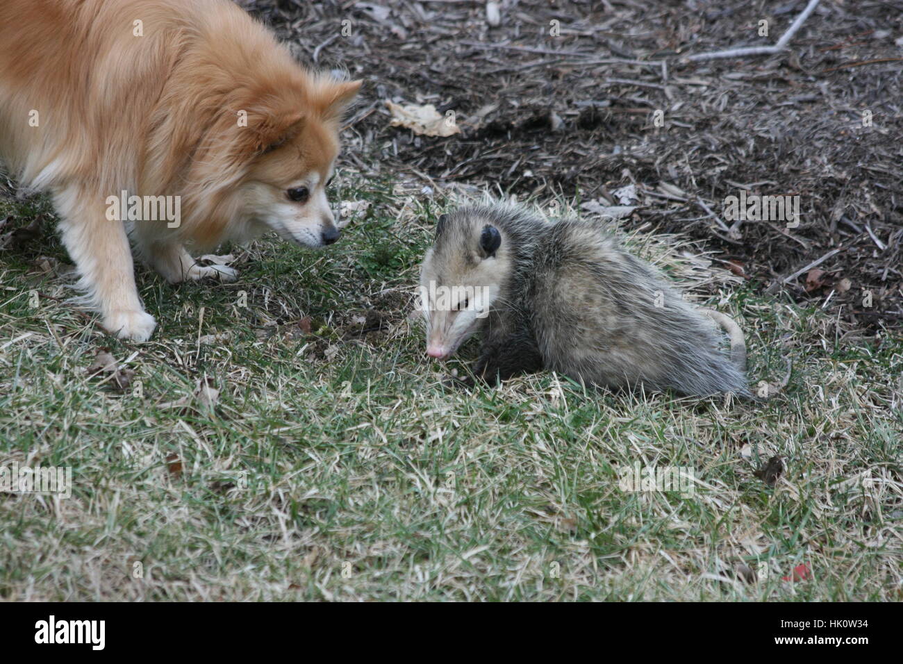 Opossum Vs Dog