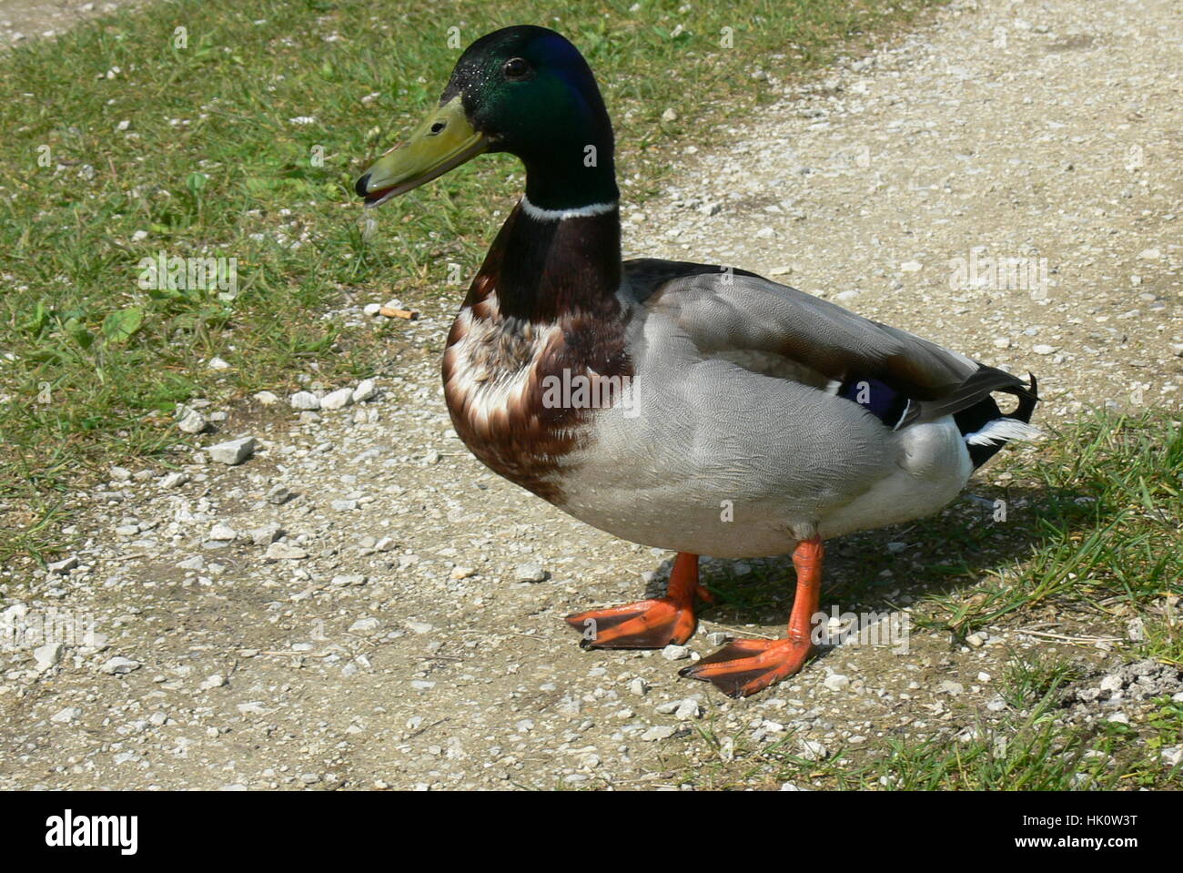 curious, nosey, nosy, waterfowls, plumage, waterfowl, drake, mallard ...