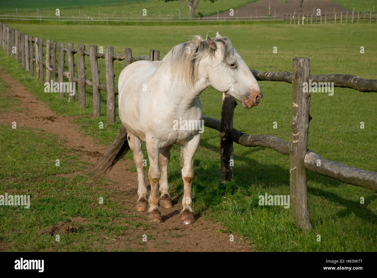 horse, animal, waist belt, farm animal, meadow, nature, willow, horse ...