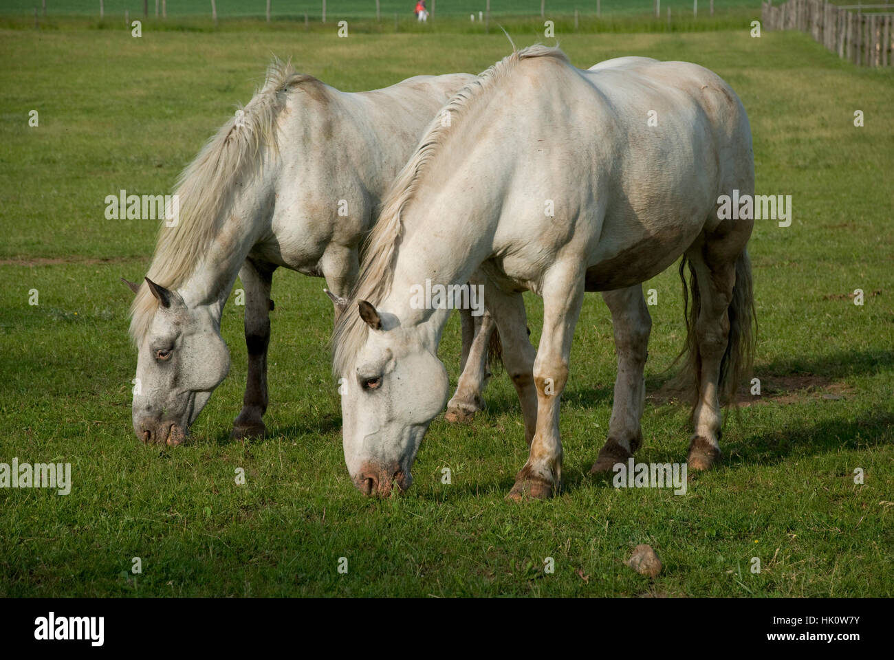 Two white horses hi-res stock photography and images - Alamy