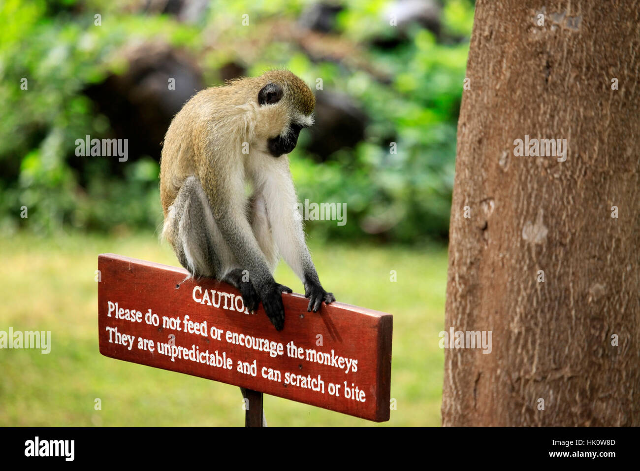 Dangerous monkey hi-res stock photography and images - Alamy