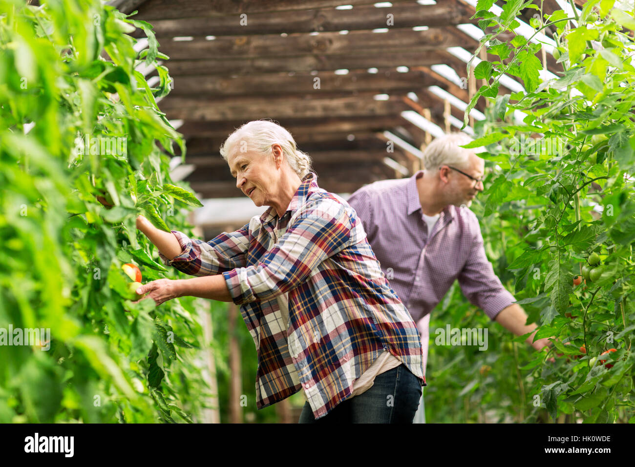 happy senior couple at farm greenhouse Stock Photo - Alamy