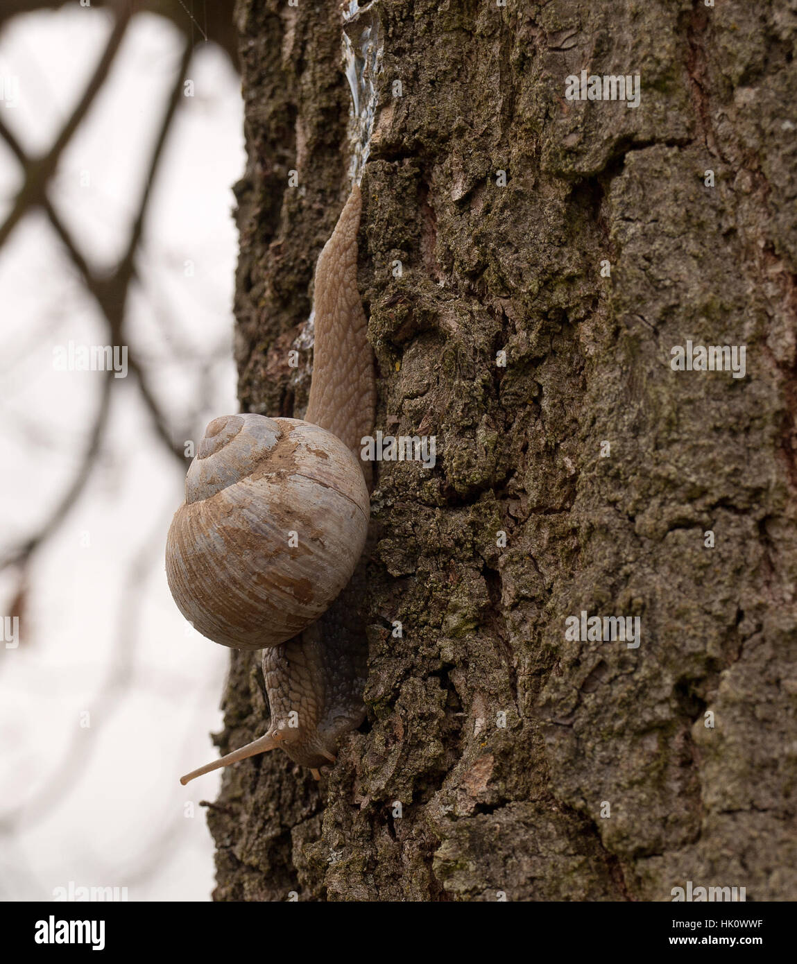 Inert shell hi-res stock photography and images - Alamy