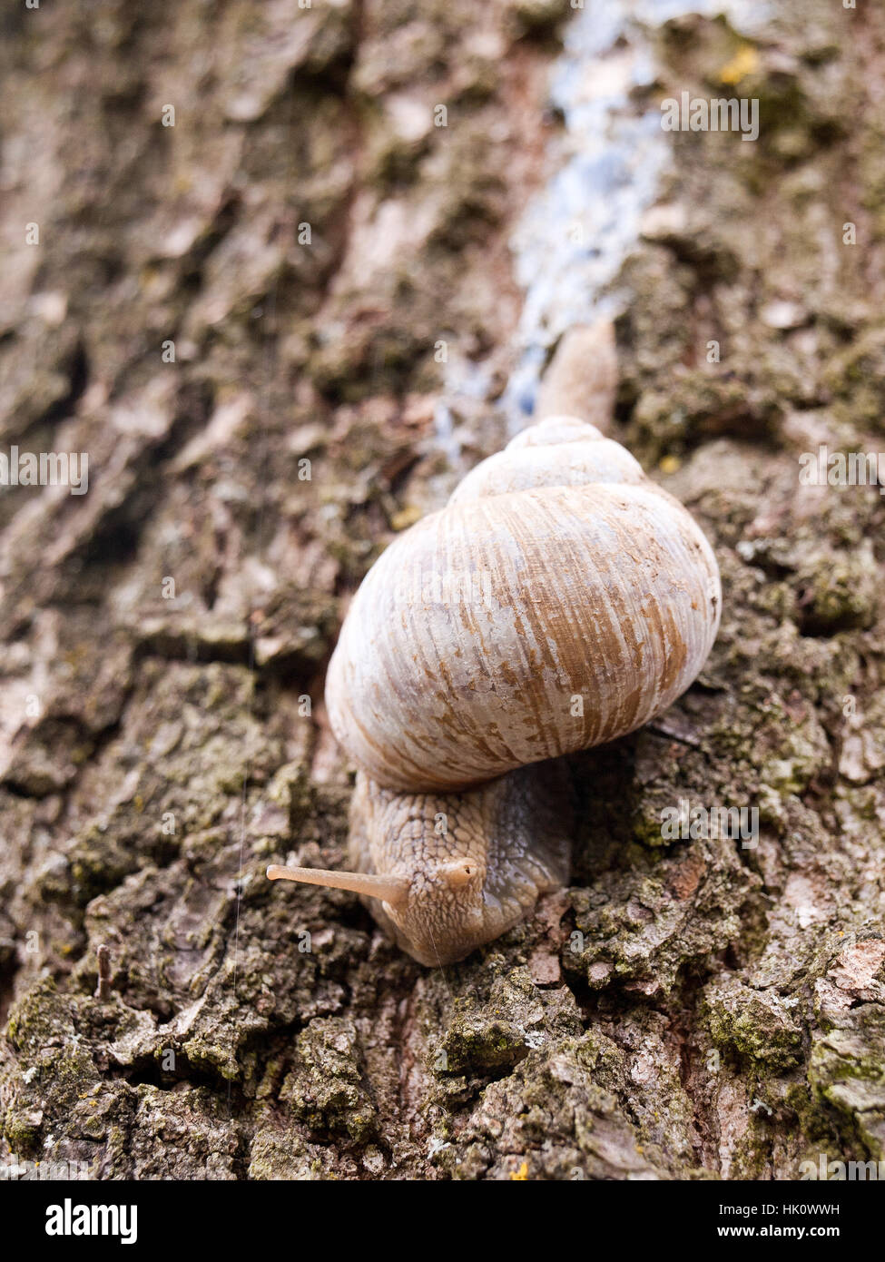 house, building, snail, snail shell, slime, house, building, macro ...