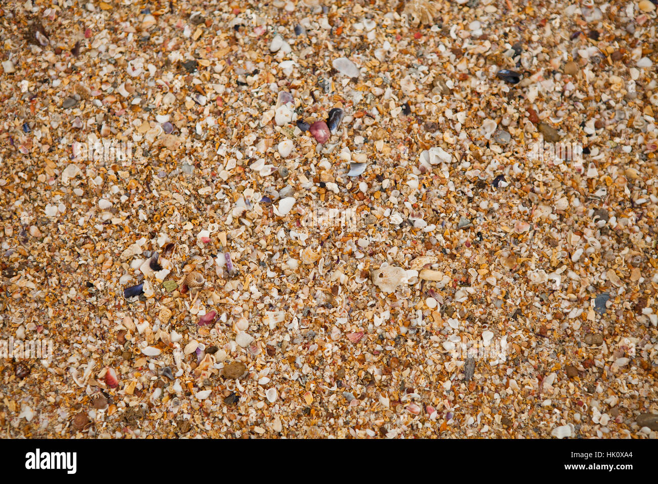 closeup, beach, seaside, the beach, seashore, small, tiny, little ...