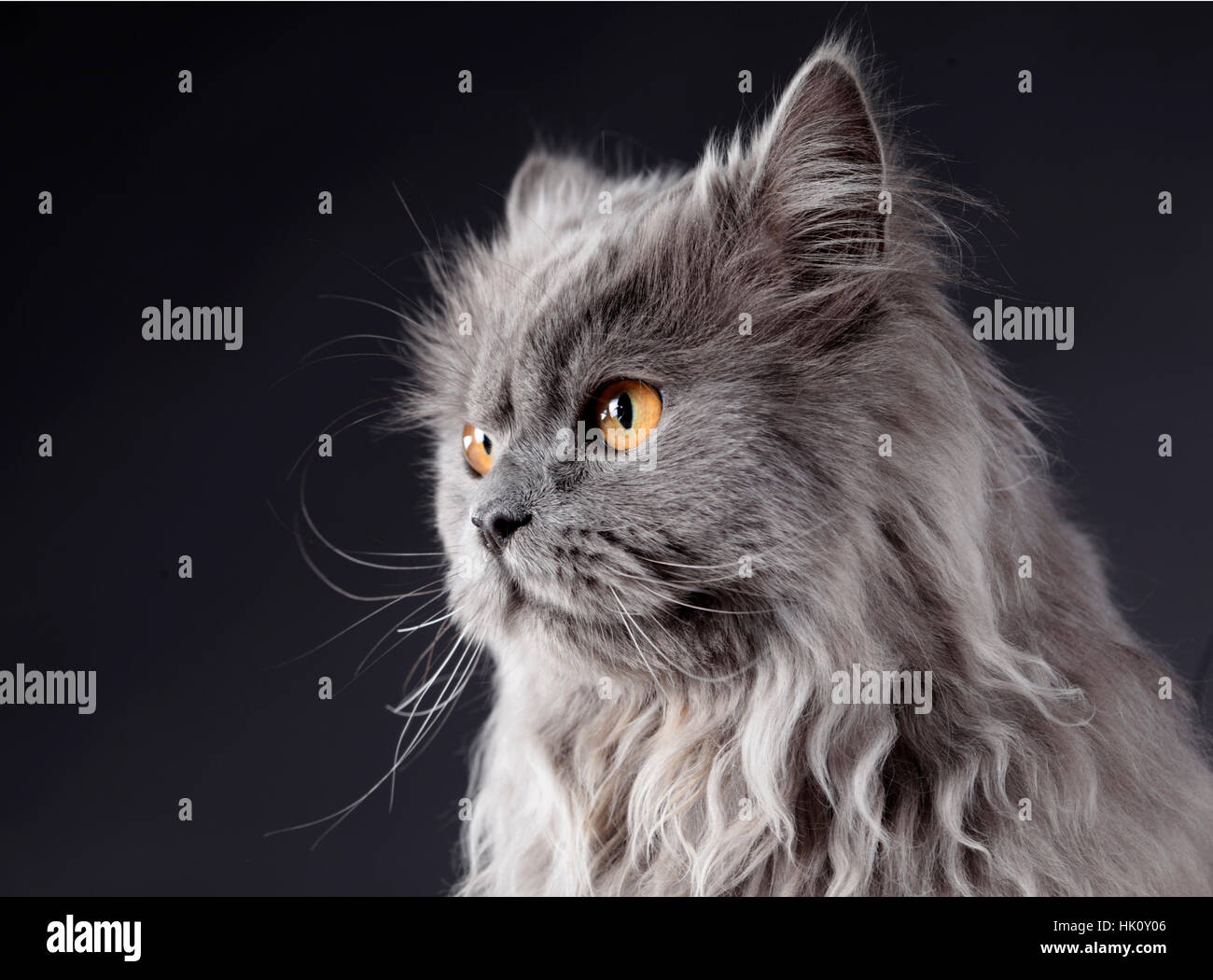 Garfield the cat hi-res stock photography and images - Alamy