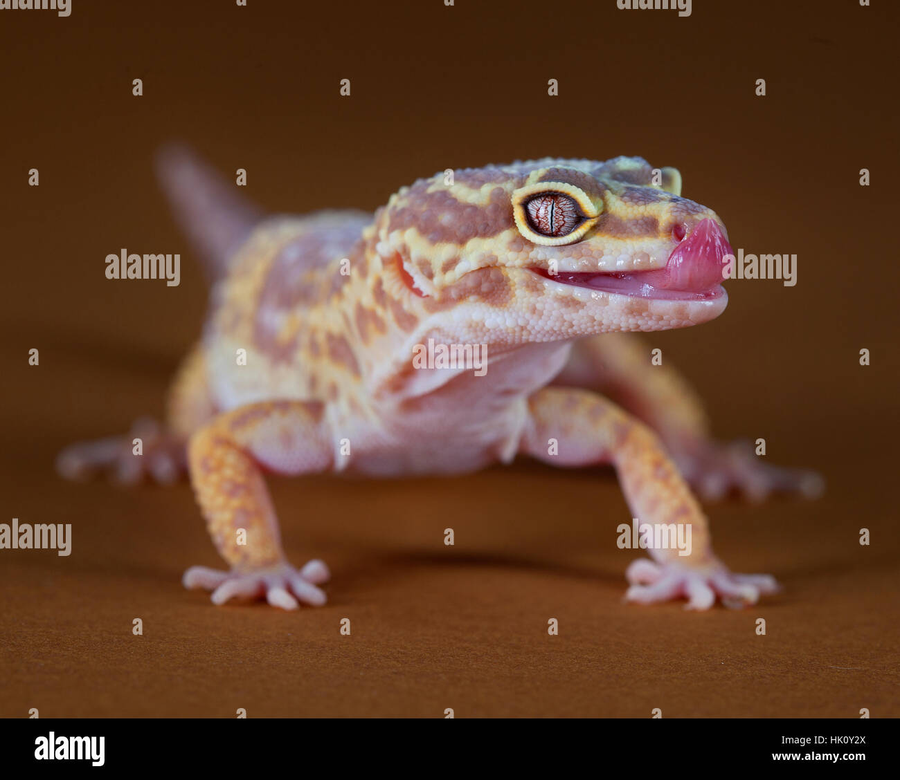 Macro of a pretty gecko with the tongue out in studio Stock Photo - Alamy