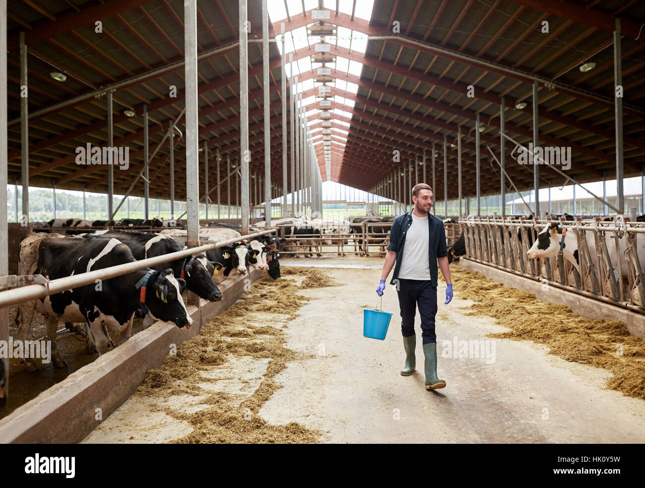 cows and man with bucket of hay walking at farm Stock Photo - Alamy