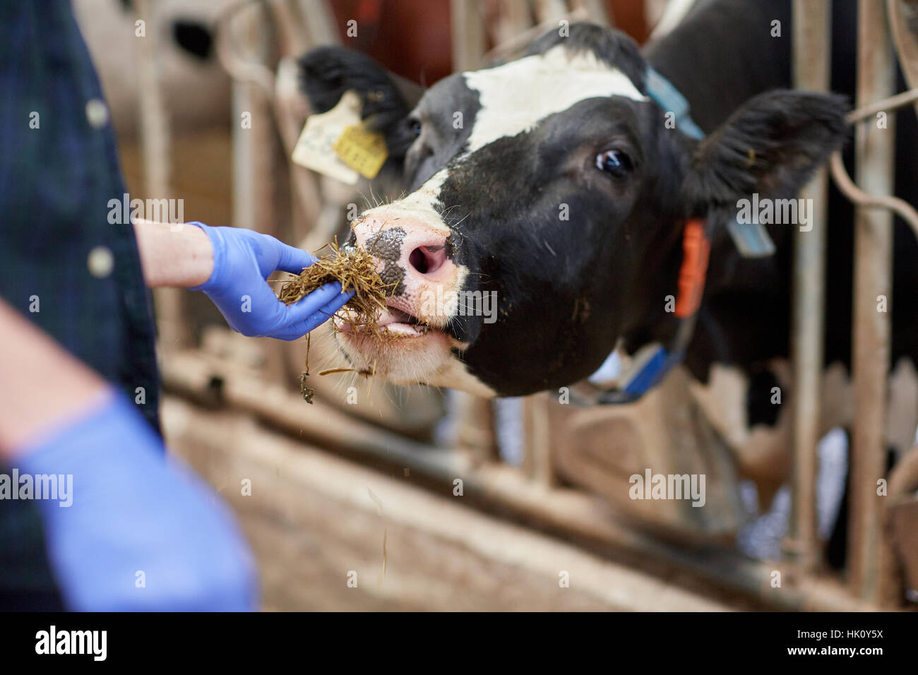 Cow agriculture farming hi-res stock photography and images - Alamy