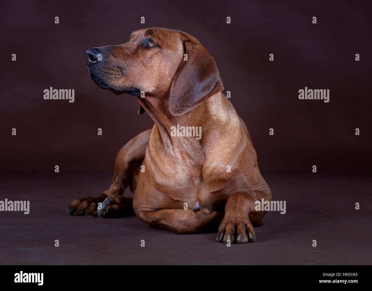 Rhodesian Ridgeback lying down in front of the camera Stock Photo - Alamy