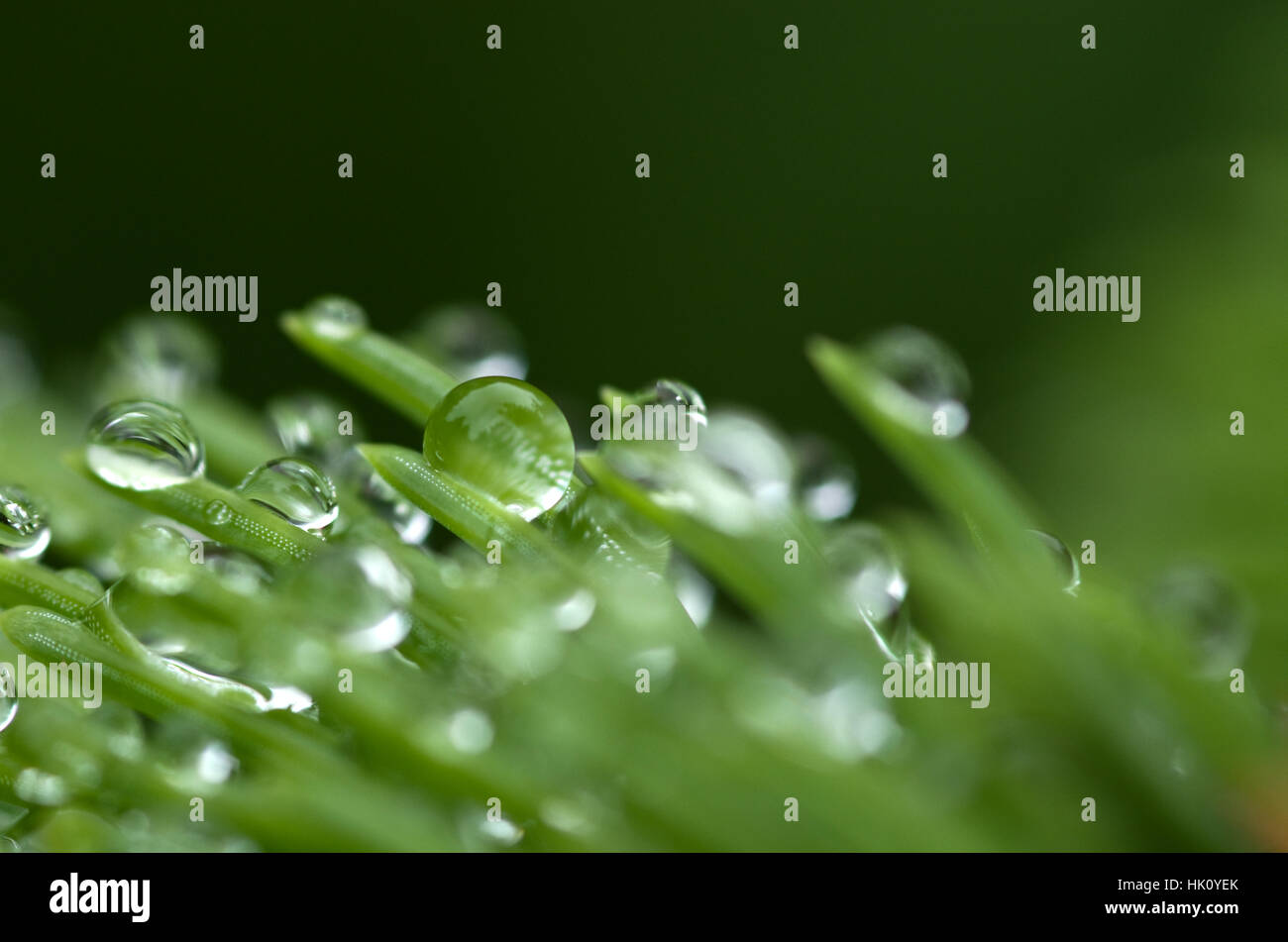 tree, green, raindrop, spring, water, fir, nature, drop, drip, drops ...