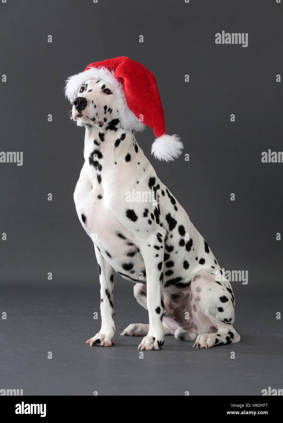 101dalmatian hi-res stock photography and images - Alamy