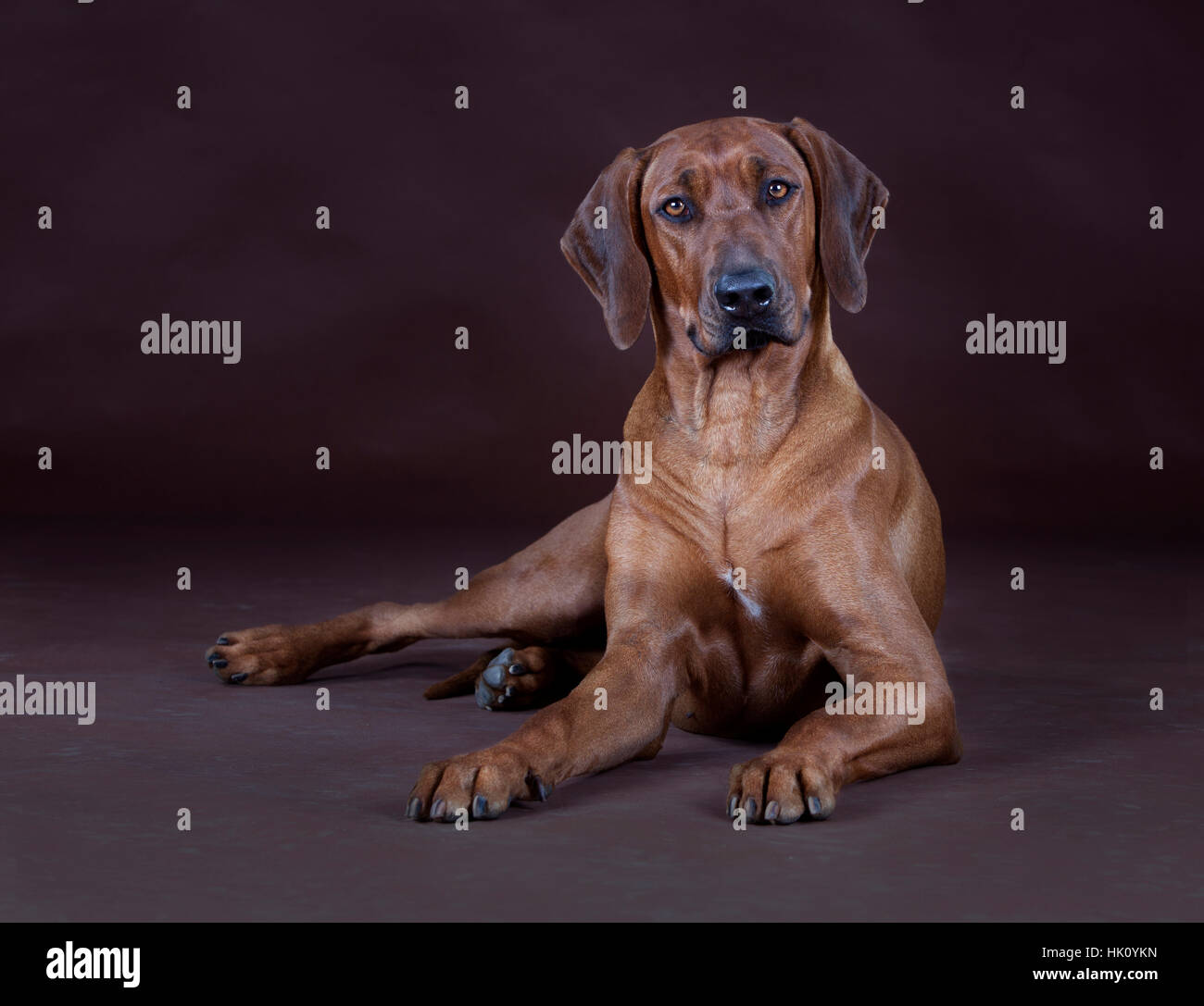 Rhodesian Ridgeback dog lying down in studio Stock Photo - Alamy