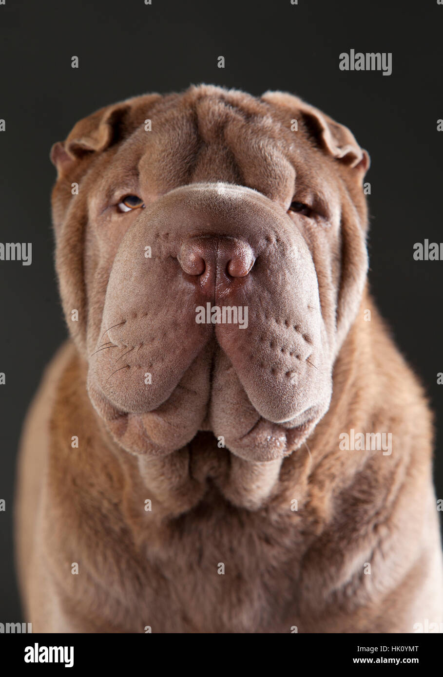 Black shar pei hi-res stock photography and images - Alamy