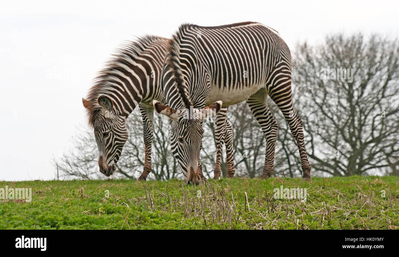 Grevy’s Zebra, Equus Grevy’s Zebra, Africa, Whipsnade Zoo, Captive ...