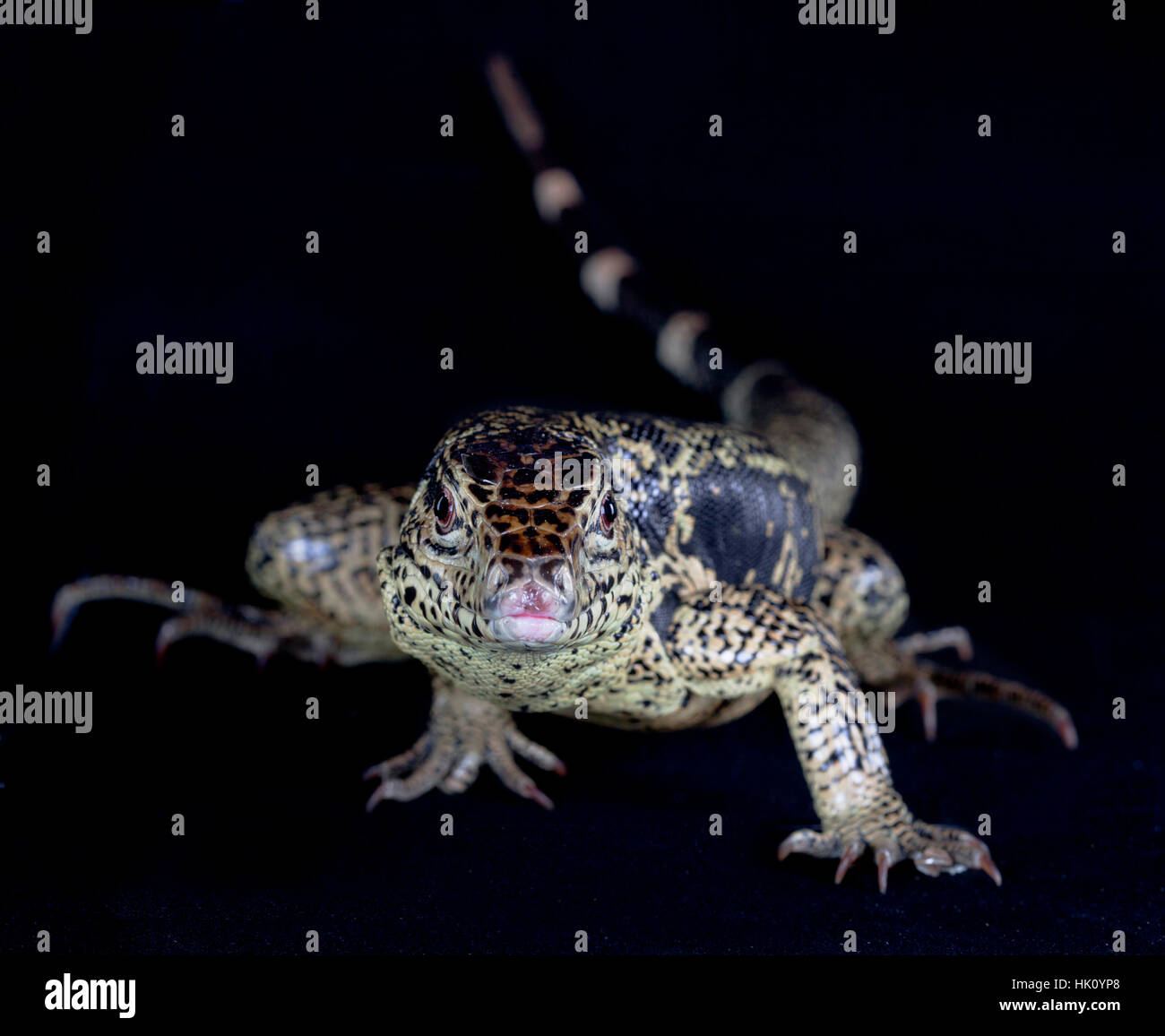 Varan godzilla hi-res stock photography and images - Alamy