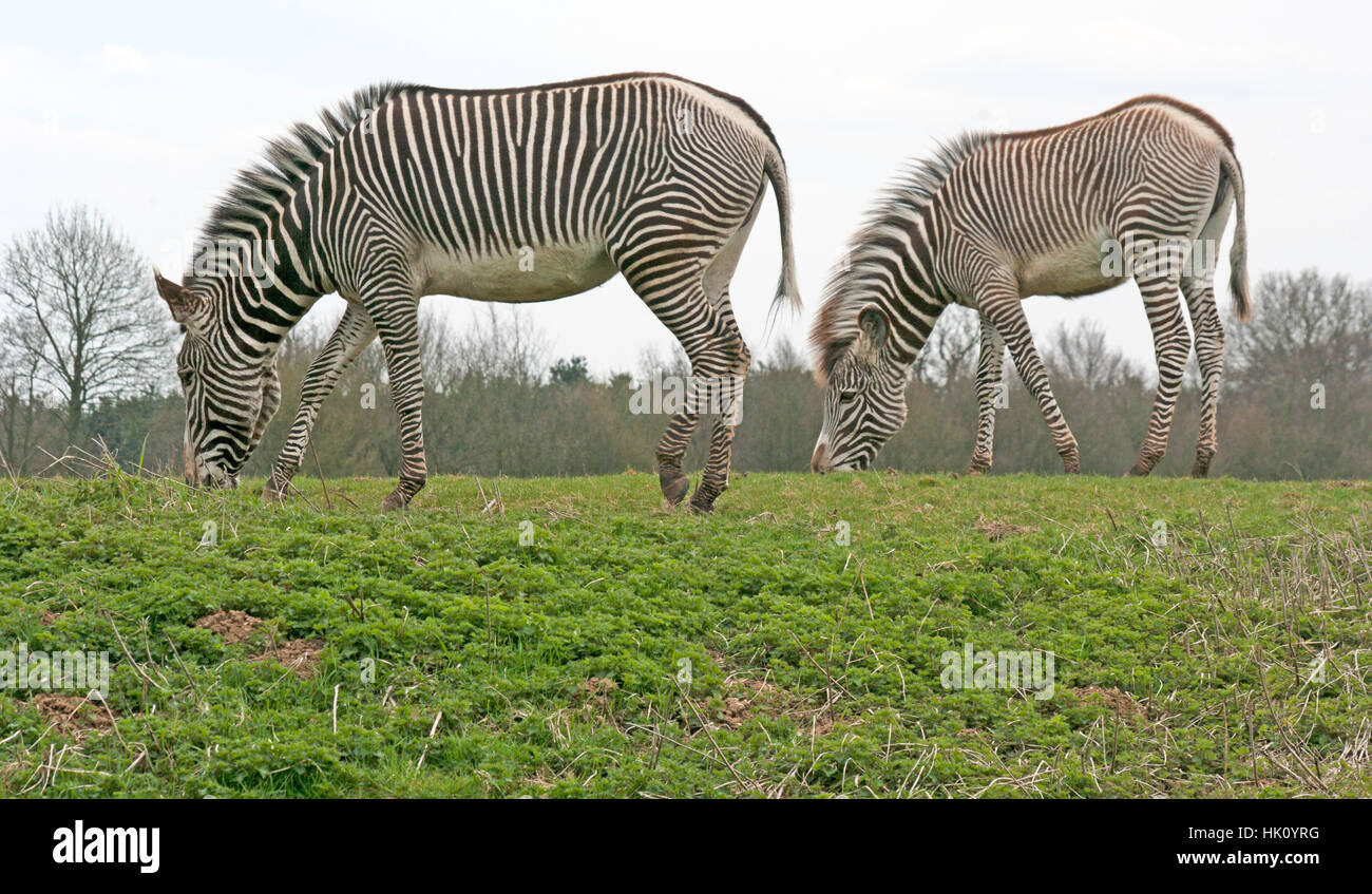 Grevy’s Zebra, Equus Grevy’s Zebra, Africa, Whipsnade Zoo, Captive ...