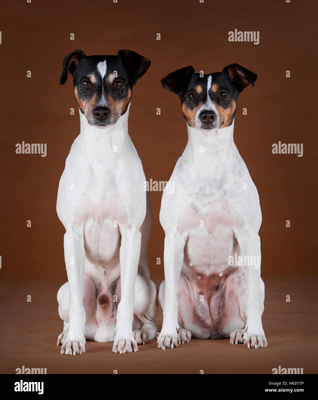 Male rat hi-res stock photography and images - Alamy