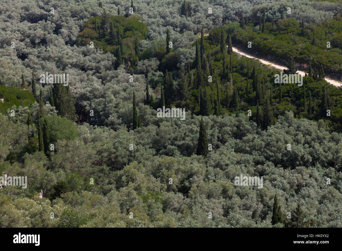 typical vegetation on the island of corfu,greece Stock Photo - Alamy