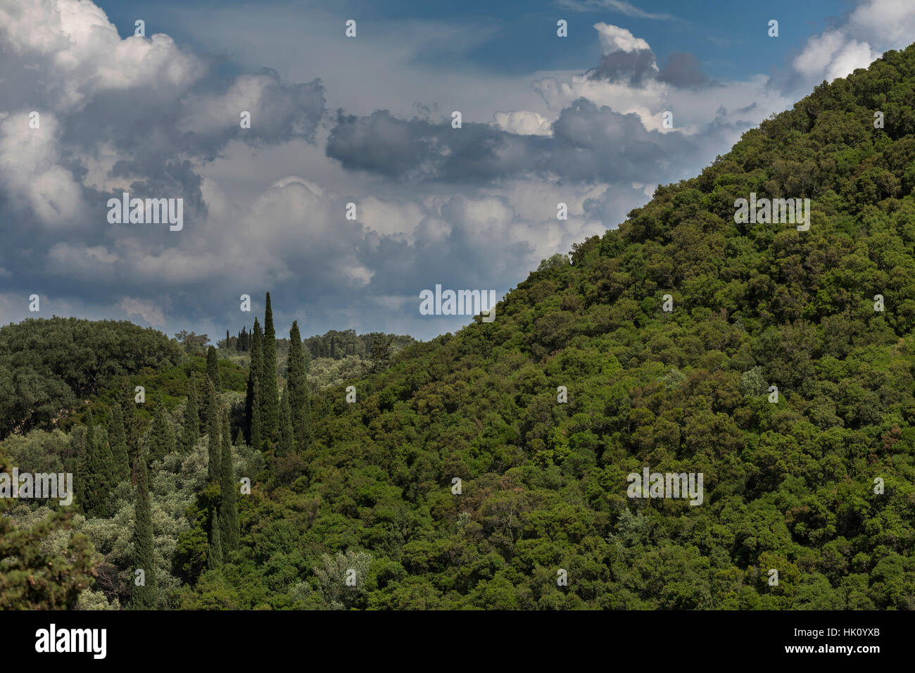 tree, greece, cypress, vegetation, olive-tree, corfu, isle, island ...