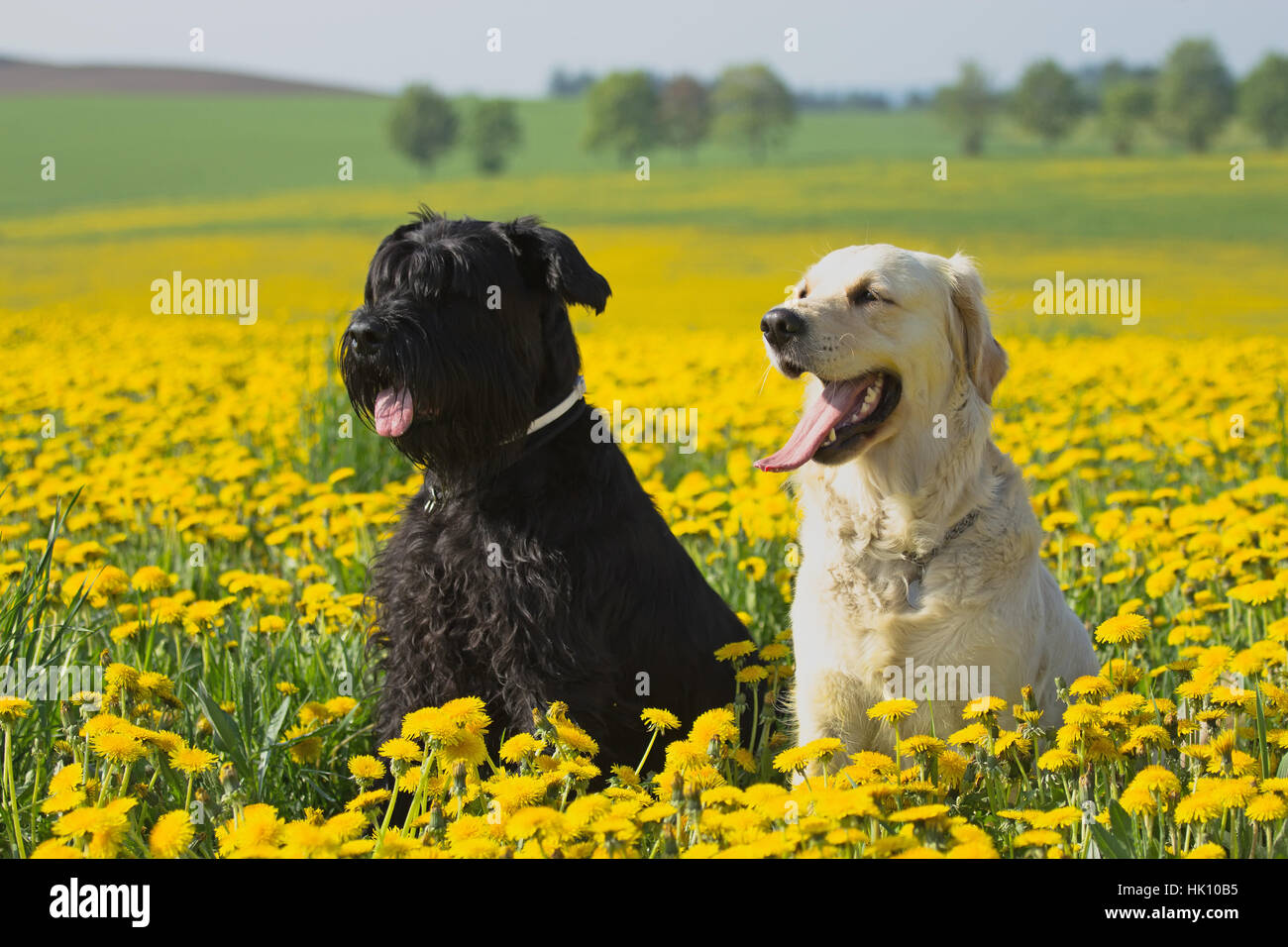 animal, pet, portrait, dog, dandelion, season, meadow, enthusiasm ...