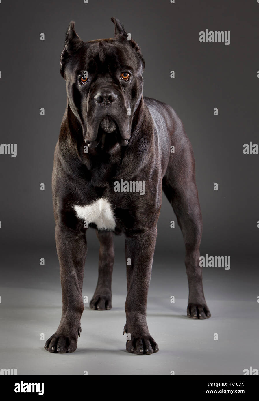 Grey cane corso puppy dog hi-res stock photography and images - Alamy