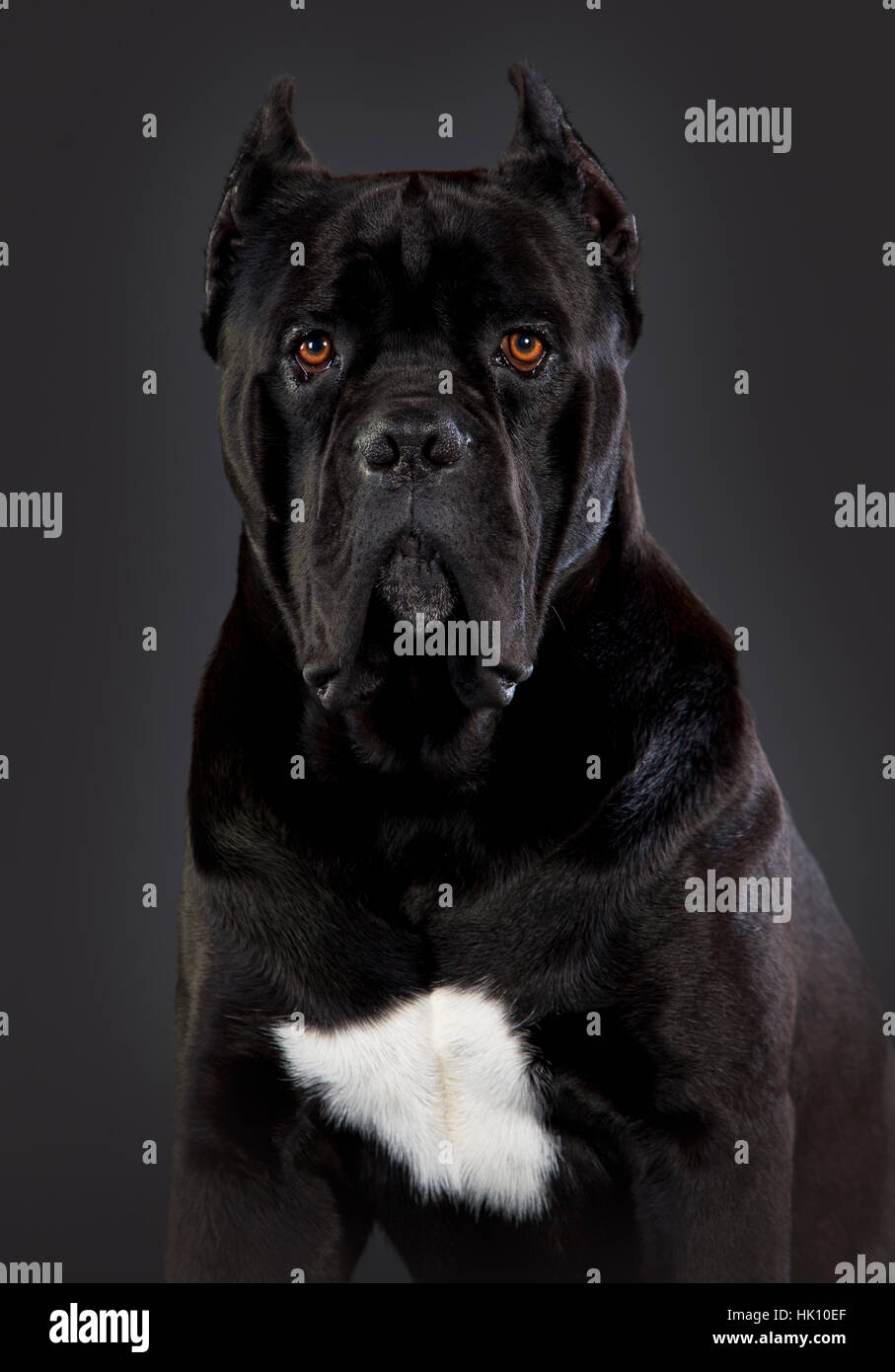 Grey cane corso puppy dog hi-res stock photography and images - Alamy
