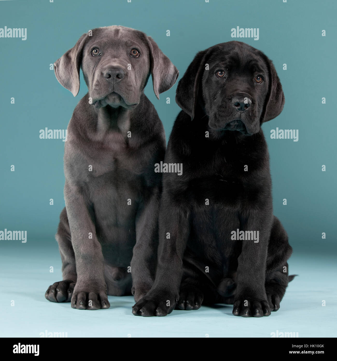 Two adorable cane corso friends posing lovely Stock Photo - Alamy