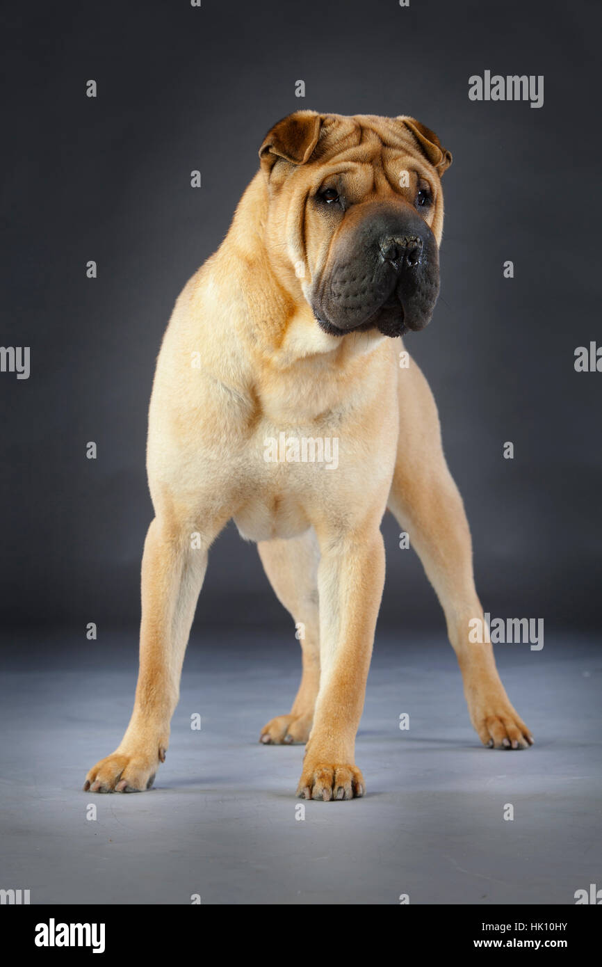 Chinese guard dog hi-res stock photography and images - Alamy