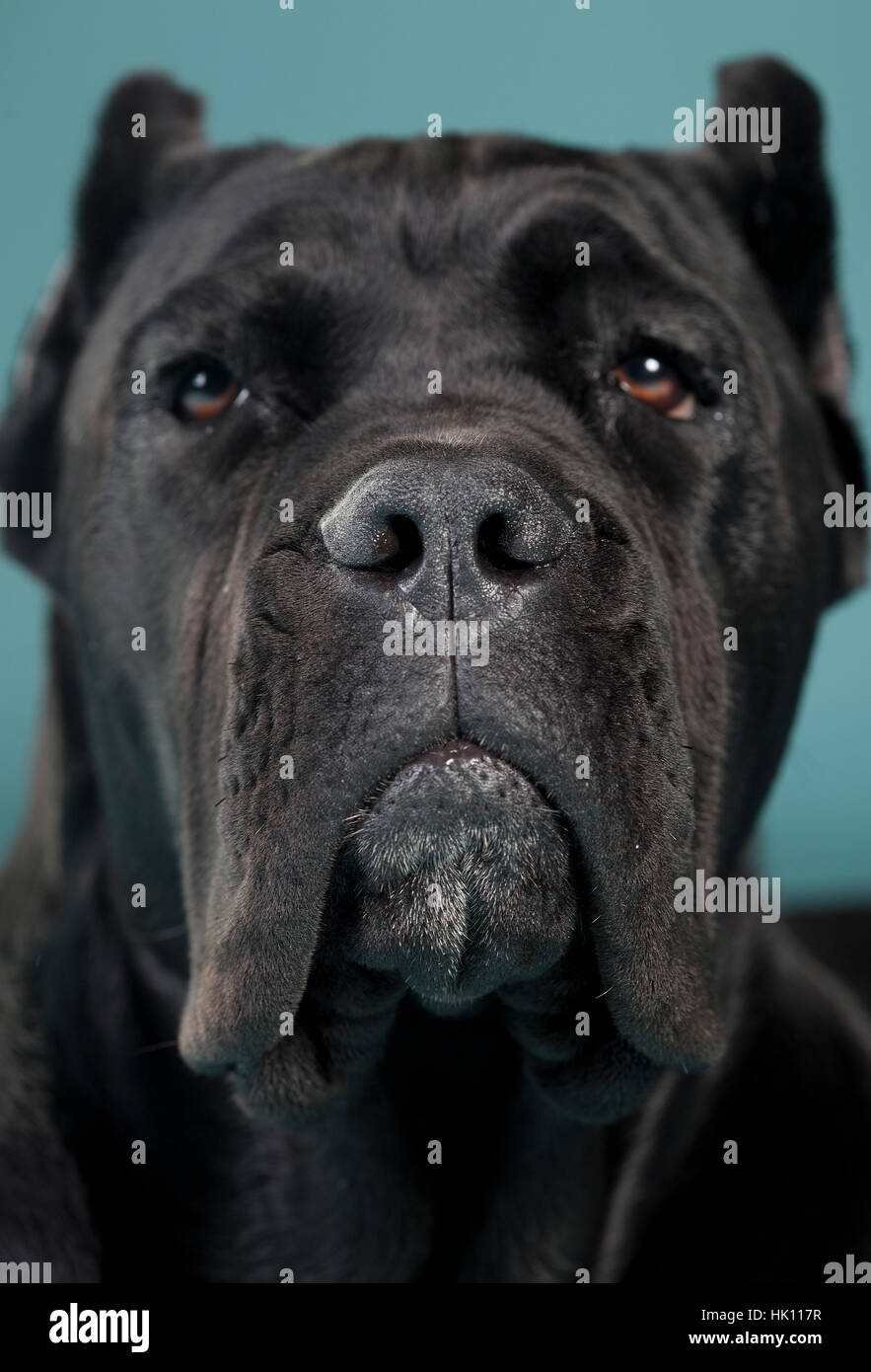 Cane Corso Portrait Stock Photo - Alamy