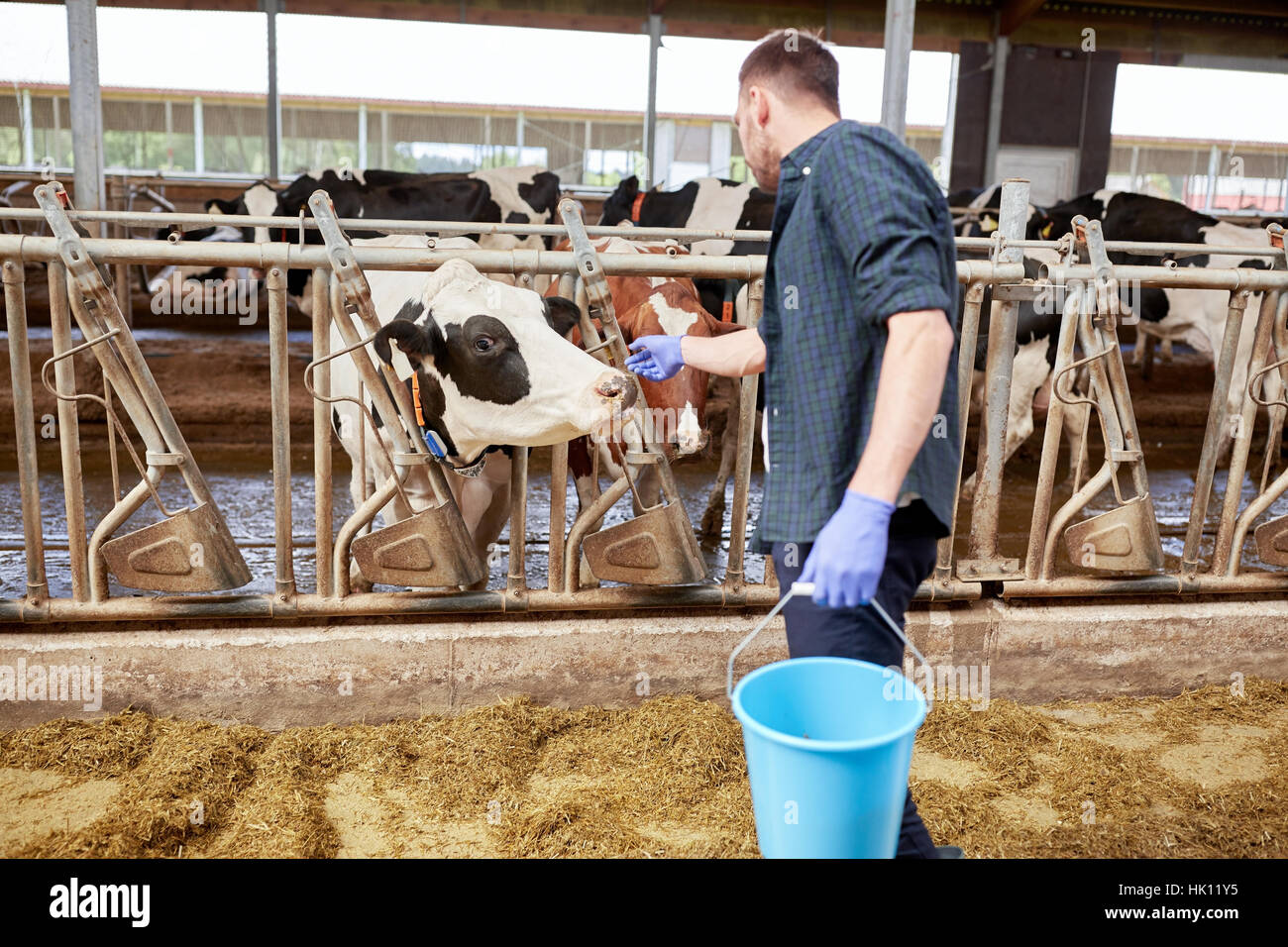man with cows and bucket in cowshed on dairy farm Stock Photo - Alamy