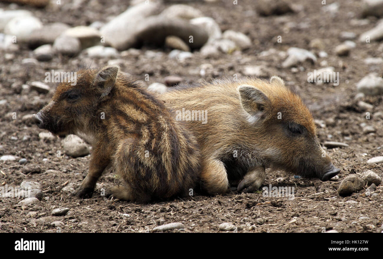 skin, spring, striated, piglet, pigs, boars, skin, spring, striated ...