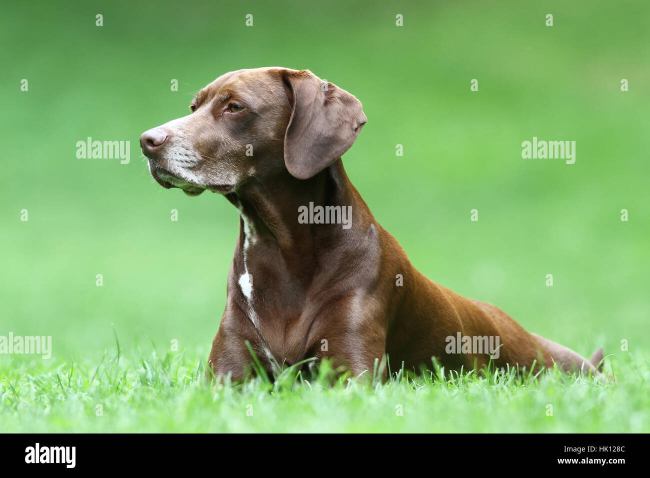 environment, enviroment, animal, animals, dog, dogs, puppy, nature ...