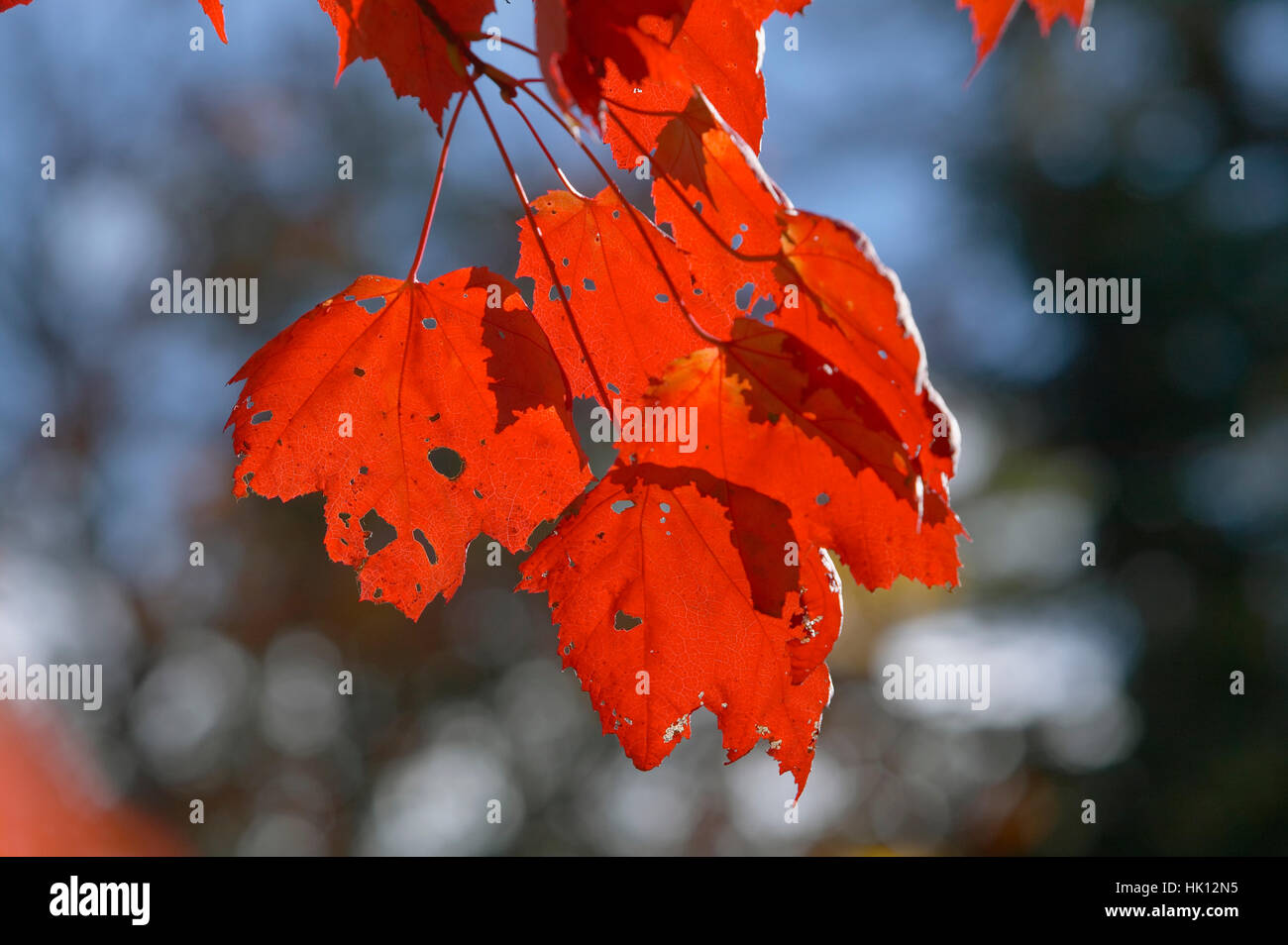 Holes in maple leaves hi-res stock photography and images - Alamy