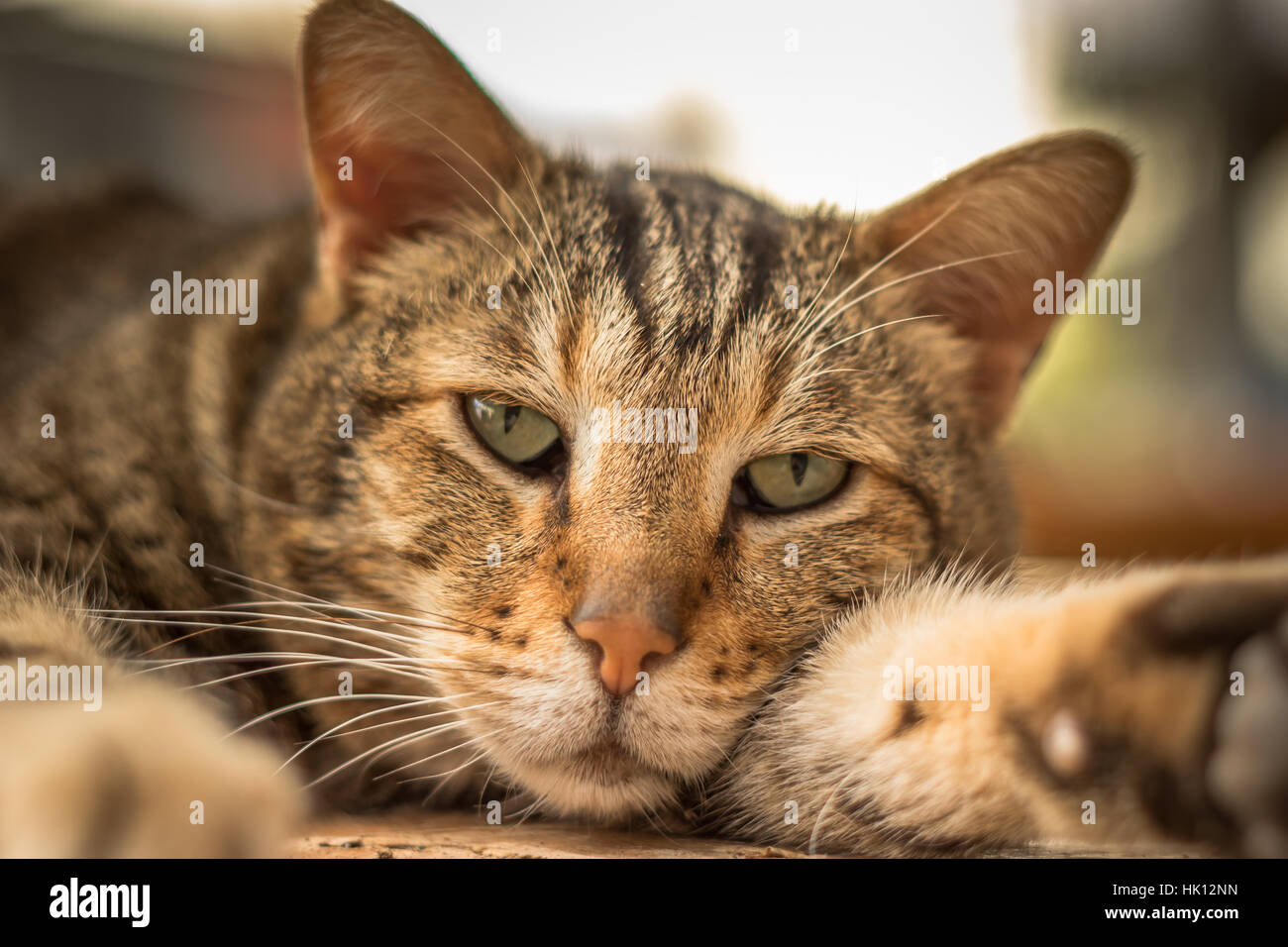 Close up on Laying cat Stock Photo - Alamy