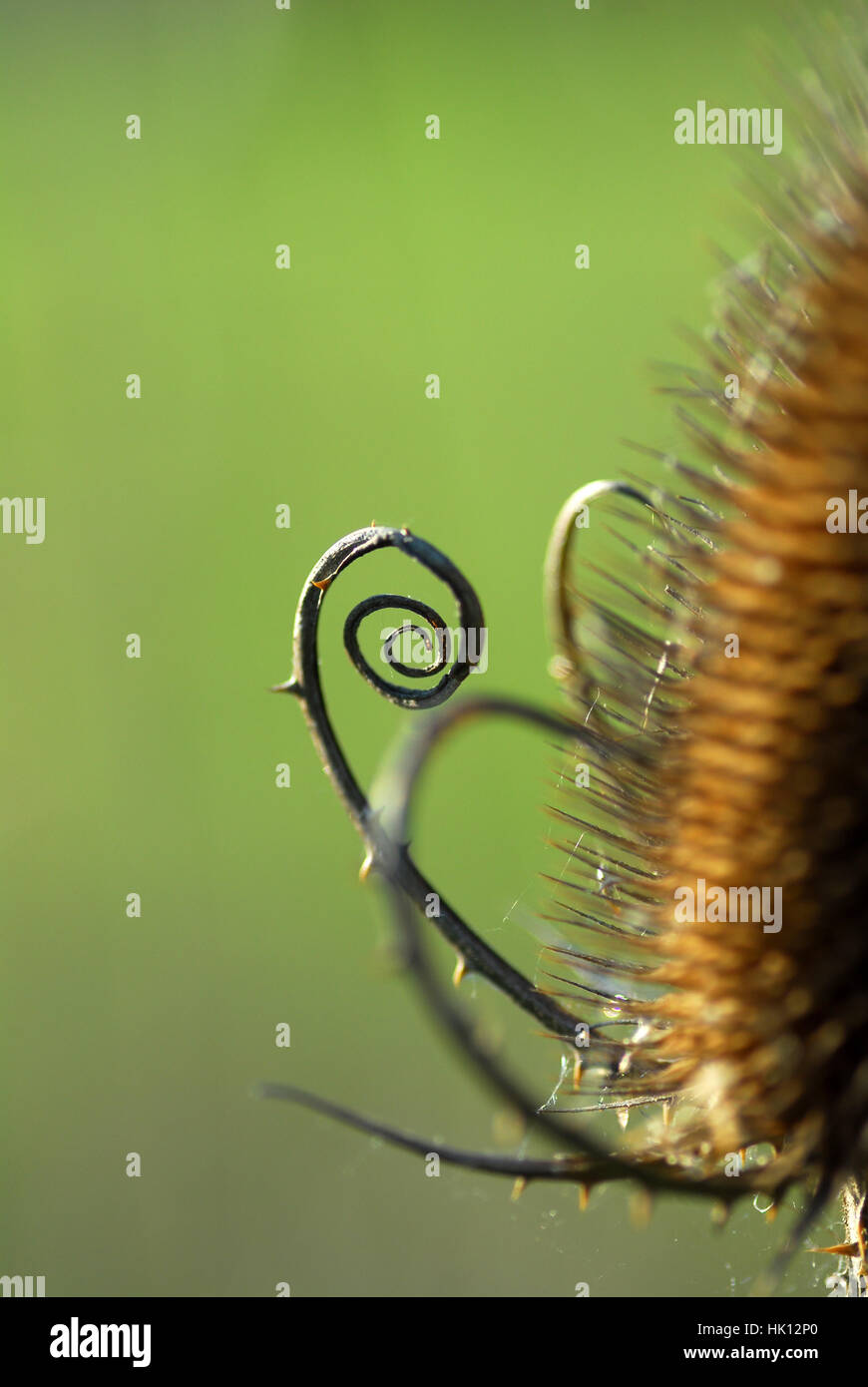 radio silence, quietness, silence, balance, meditation, thistle, rest ...