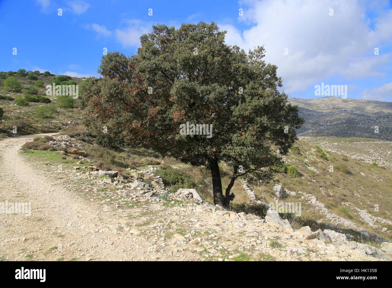 Mountain path in carboniferous limestone landscape, near Benimaurell ...