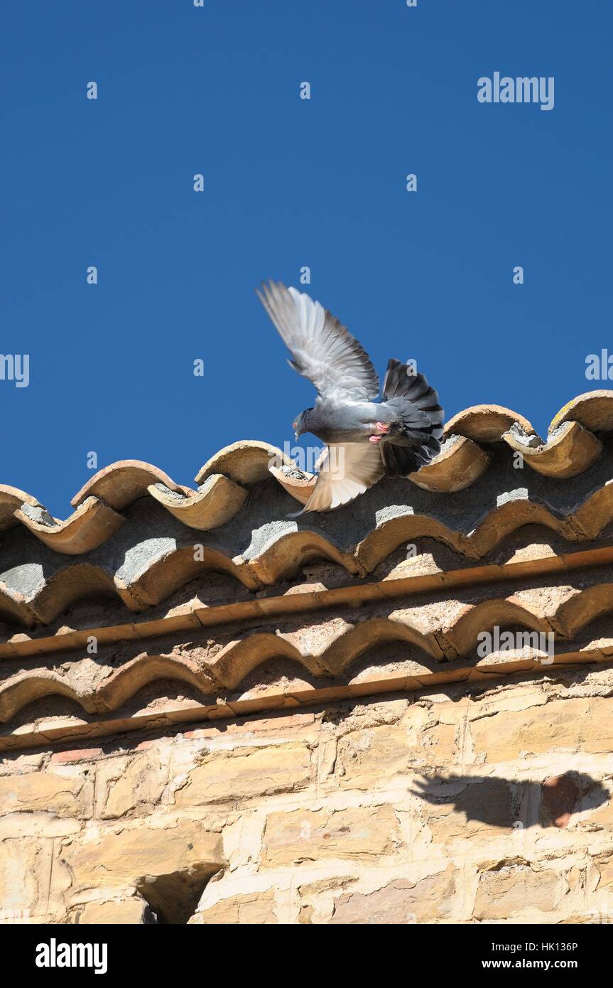 house, building, bird, birds, wing, brick, pigeon, rooftop, shaddow ...