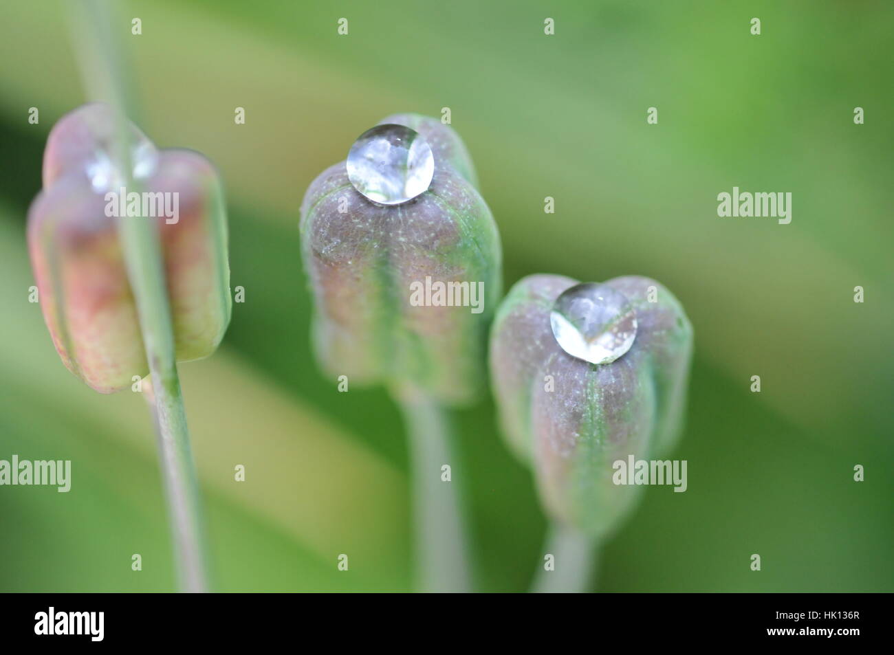 raindrop, dewdrop, seed vessel, plant, green, dewdrop, seed vessel ...