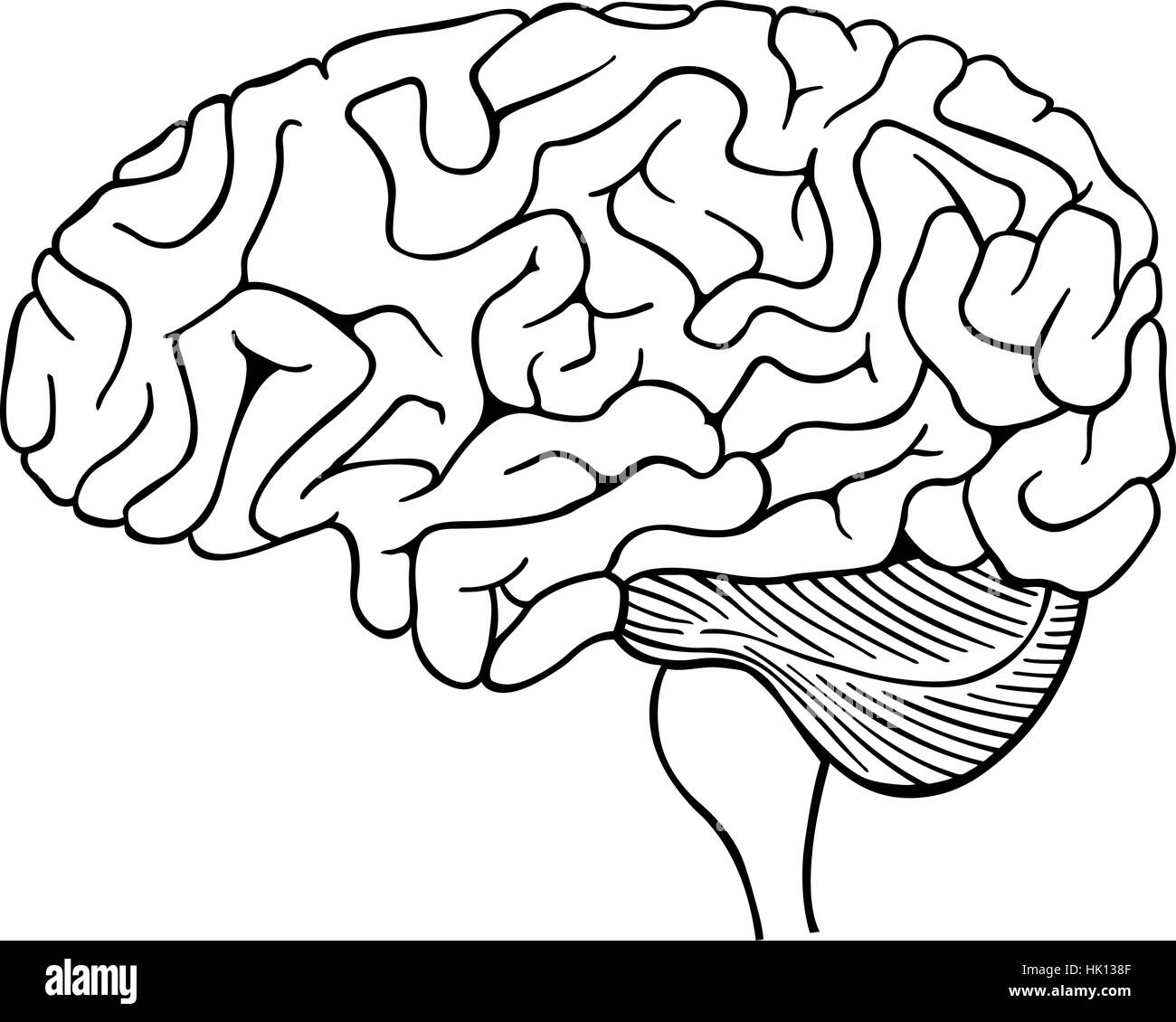 Cerebral cortex Black and White Stock Photos & Images - Alamy