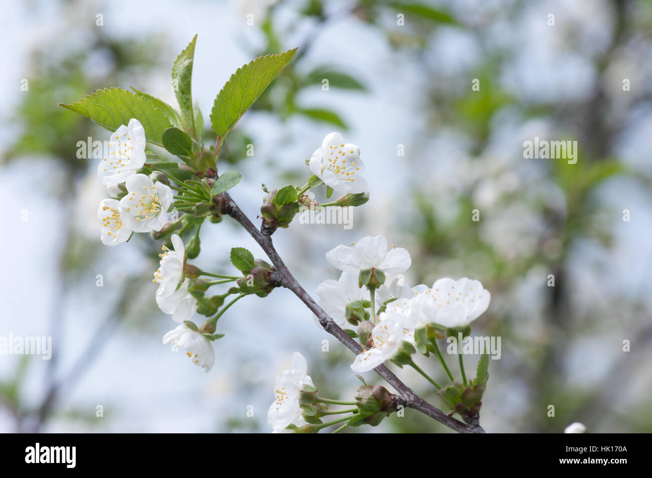 white flowering fruit tree in the spring Stock Photo - Alamy